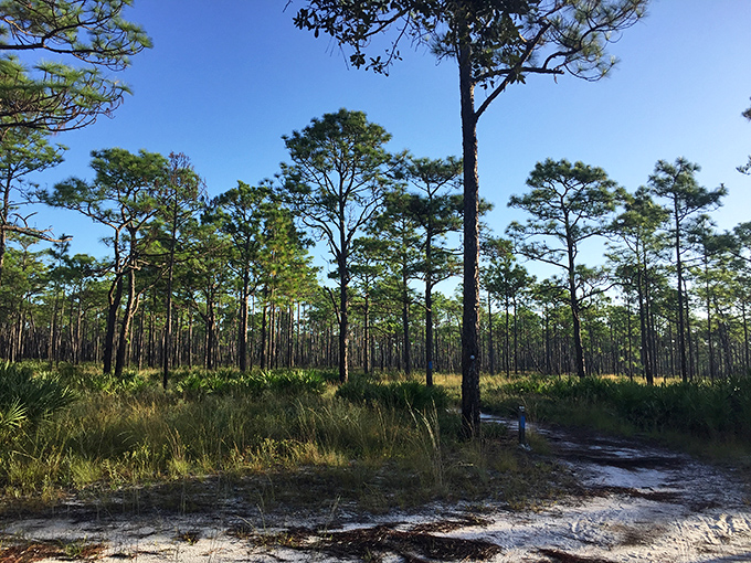 Longleaf pines stand like nature's skyscrapers in this flatwoods landscape, where the skyline hasn't changed in centuries&mdash;and nobody's complaining.