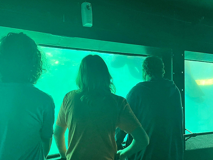 The ultimate reverse aquarium experience: humans in the tank, manatees giving the tours.