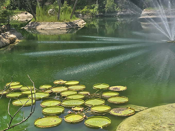 Giant lily pads dot the water like green dinner plates waiting for a frog dinner party to begin.