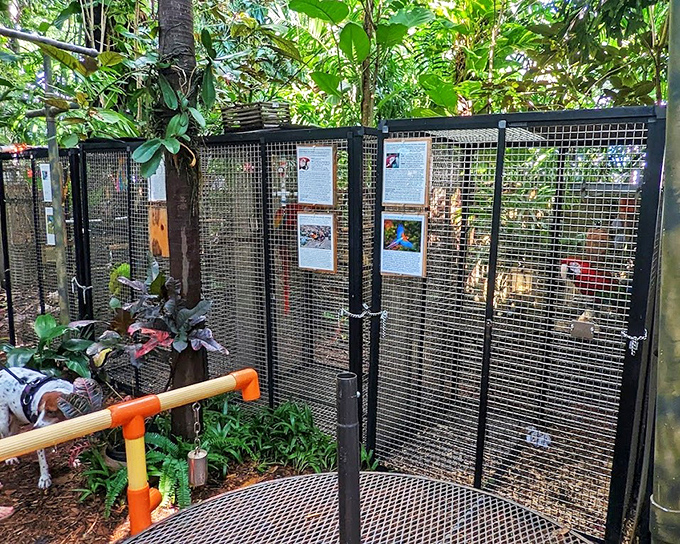 Behind these mesh walls lie stories of rescue and renewal, each enclosure housing birds who've found their forever sanctuary.