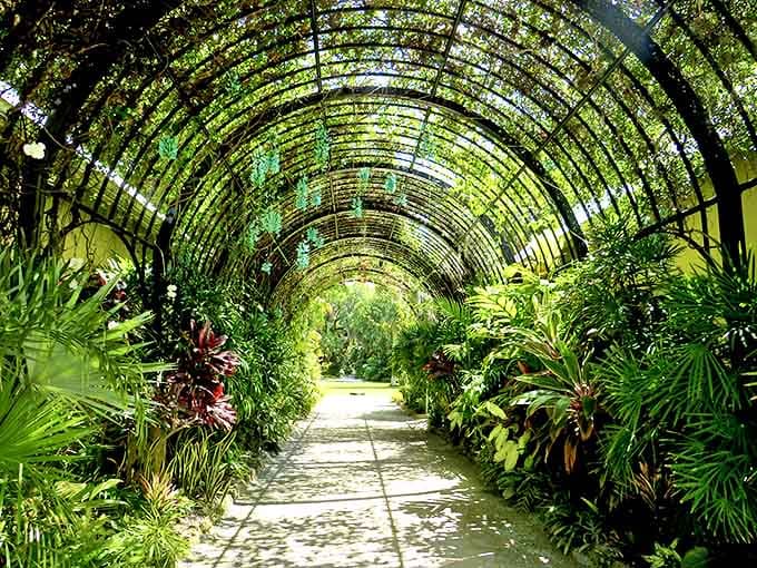 This vine tunnel creates a living archway that looks like nature's own green cathedral.