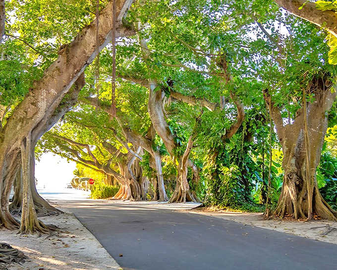 A natural cathedral of banyan trees creates a magical entrance to Gasparilla Island State Park, where dappled sunlight plays hide-and-seek through ancient branches.