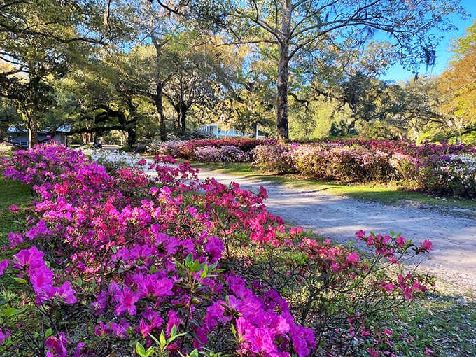 Nature's own color explosion! The azalea-lined pathways at Eden Gardens State Park create a purple carpet that would make royalty jealous.