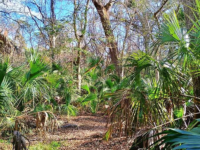 A natural tunnel of palmettos frames the path at Aucilla Sinks, creating nature's perfect hallway for adventurous hikers.