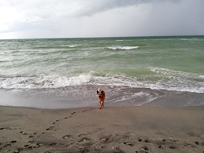 A joyful German Shepherd races through the surf at Brohard Paw Park, leaving paw prints that tell tales of freedom and salty adventures.