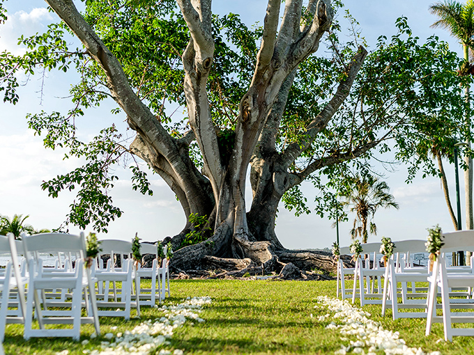 A majestic old tree creates the perfect natural wedding altar at Edison and Ford Winter Estates, with white chairs lined up for a ceremony.