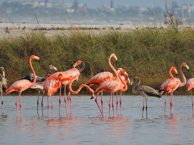 Elegant flamingos wade through the Everglades' shallow waters, their coral-pink feathers creating a stunning contrast against the natural wetland backdrop.
