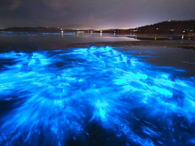 Nature's own light show! Brilliant blue waves of bioluminescence transform Merritt Island's dark waters into a magical, glowing seascape under the night sky.