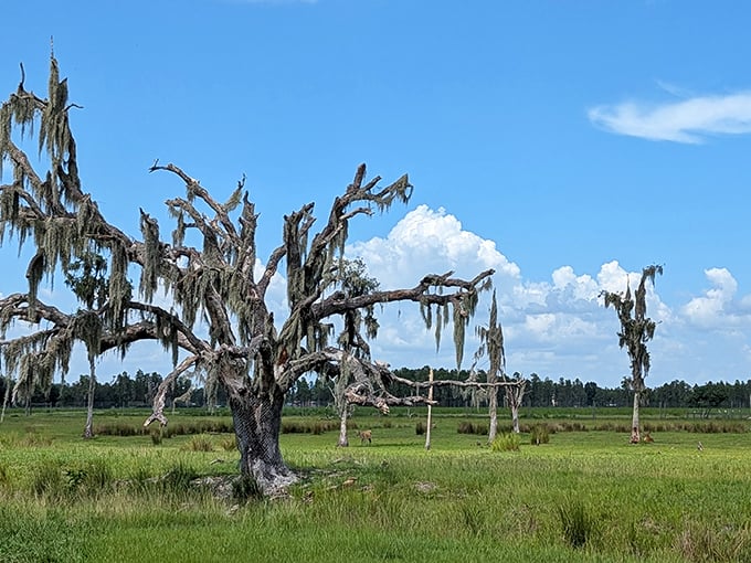 Cypress trees draped with Spanish moss create the perfect backdrop for spotting wildlife at Safari Wilderness. The savanna-like landscape makes you forget you're in Florida!