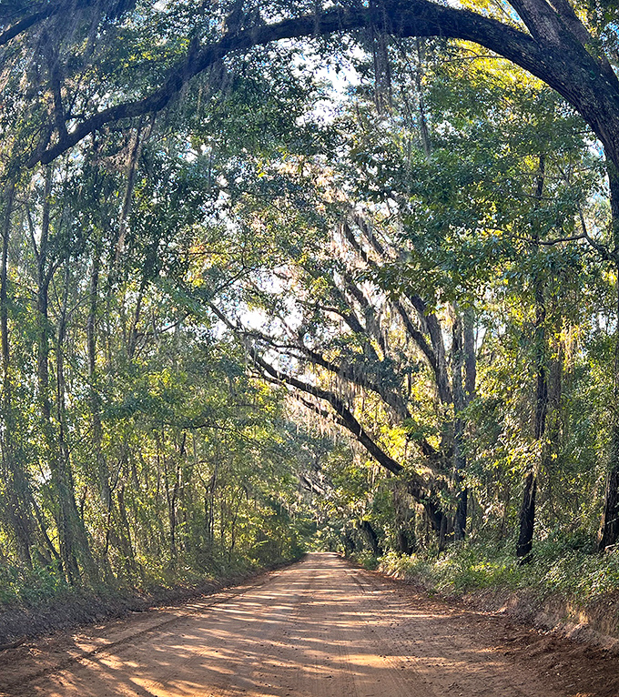 Nature's own tunnel of time &ndash; where ancient oaks bend overhead like protective grandparents watching over their favorite road.