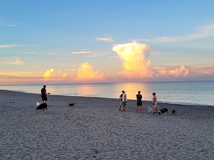 Sunset dog walkers gather at Venice Beach, their pups creating a social hour against a backdrop of cotton candy clouds and gentle waves.