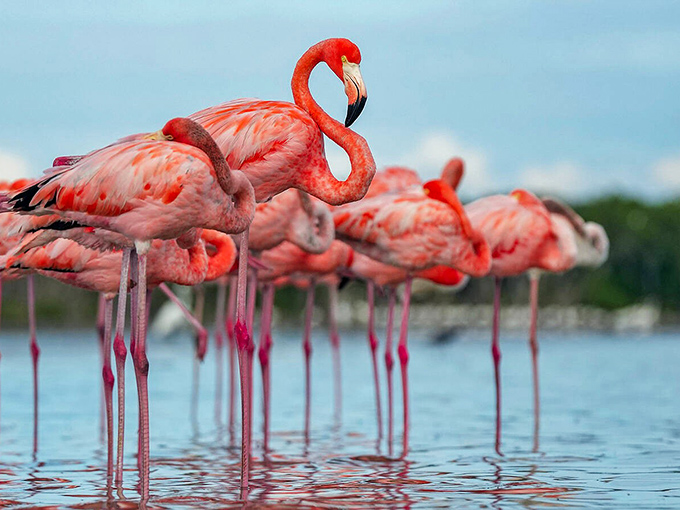 A close-up reveals the flamingo's remarkable curved bill and vibrant coloring. These social birds often gather in groups, creating a spectacular pink panorama.