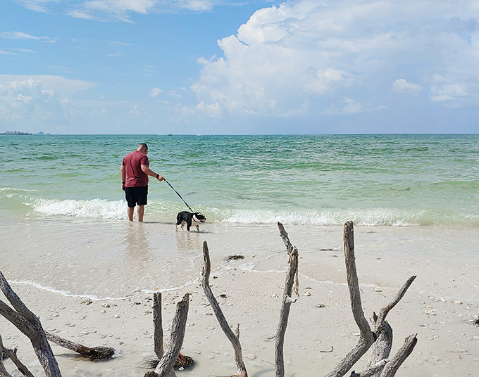 Man and his best friend enjoying the gentle waves at Honeymoon Island's dog beach, where pups can splash while staying safely leashed.