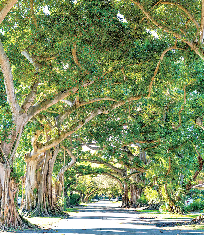 Banyan trees stretch their massive limbs across Old Cutler Road, creating a cathedral-like canopy where sunbeams filter through like stained glass windows.