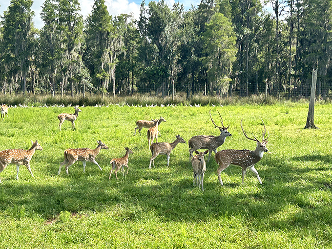 A herd of spotted deer grazes peacefully in Safari Wilderness's expansive fields. These gentle creatures are just one of many species you'll encounter on your safari adventure.