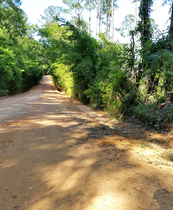 This isn't CGI or movie magic, just Florida showing off its natural architecture with style and serious shade.
