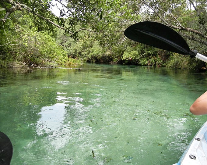 Natural spring waters provide the perfect backdrop for Florida's most enchanting aquatic shows.