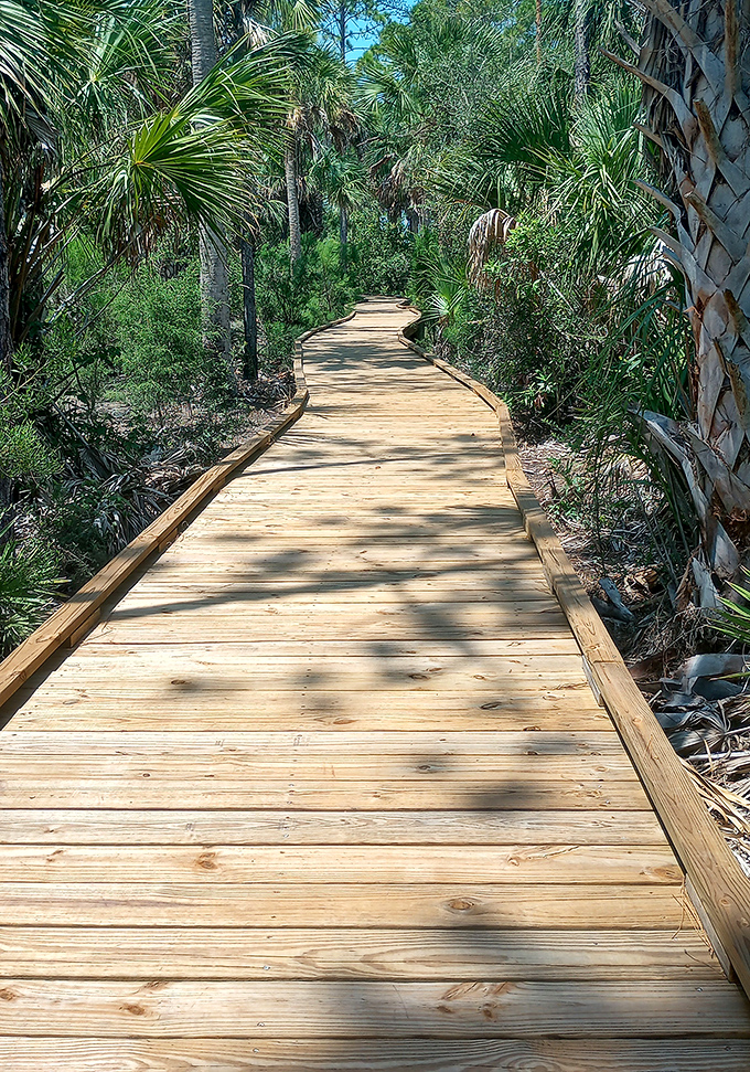 Nature's welcome mat: This winding boardwalk invites explorers into a lush paradise of palms and native Florida vegetation.