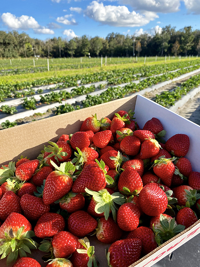 Nature's candy box &ndash; these ruby gems pack more flavor in one bite than anything you'll find at the supermarket.