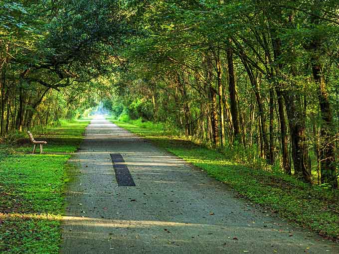 Tree-lined roads like this one make every drive feel like you're heading somewhere special, even if you're just going to the grocery store.