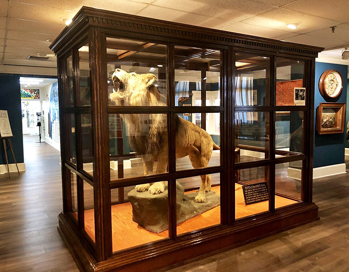Churchill's lion "Rota" stands frozen in time, a magnificent beast that once symbolized British courage during World War II's darkest days.