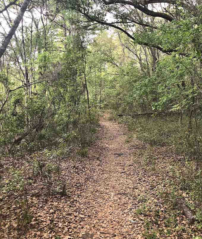 Winding trails disappear into the forest like nature's own choose-your-own-adventure book, minus the dragons and with more mosquitoes.