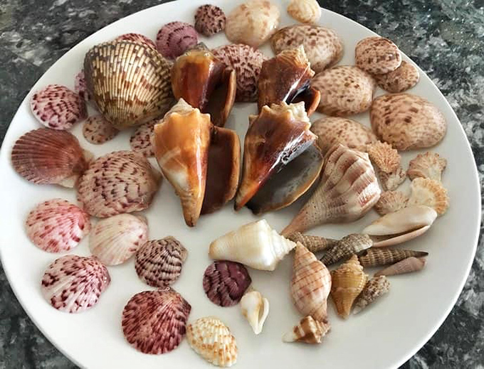 Delicate patterns and vibrant colors showcase nature's artistry – this collection represents just one lucky visitor's morning haul from Blind Pass.