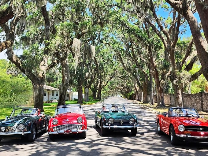Classic convertibles parade beneath the living cathedral of oaks, their drivers knowing exactly what makes for a perfect Sunday drive.