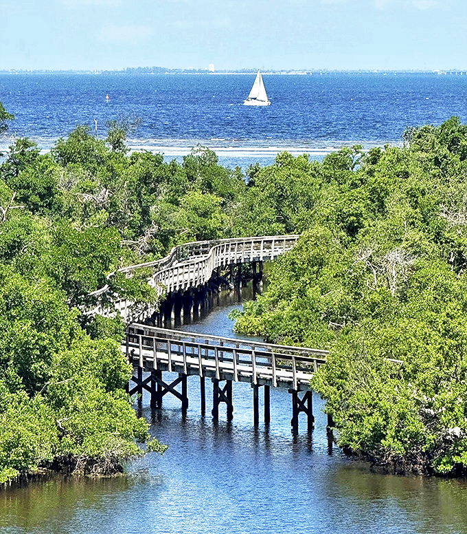 The curved pathway creates a perfect frame for the mangrove waterways, where reflections double the beauty of this coastal ecosystem.