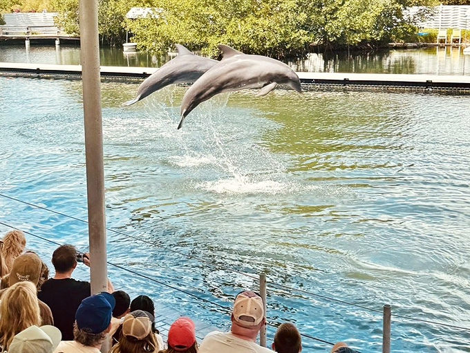 Bottlenose dolphins showcase their incredible athleticism with synchronized jumps that seem to defy gravity. Those smiles aren't just anatomical!