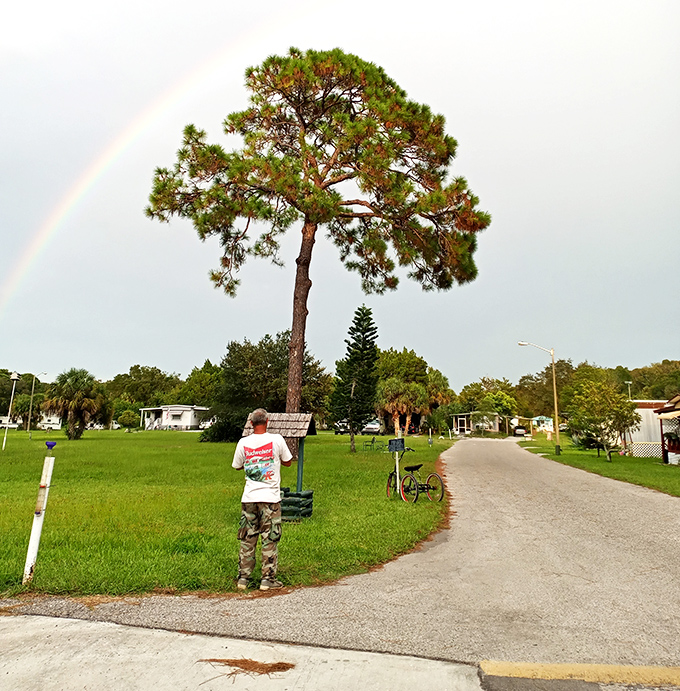A lone figure contemplates the majestic pine, standing sentinel over Aripeka's quiet streets like a leafy lighthouse.