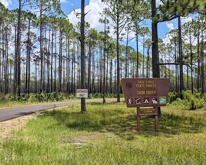 "Welcome to Tate's Hell State Forest" &ndash; the sign promises wilderness adventures at Cash Creek, where nature's drama unfolds without commercial breaks.
