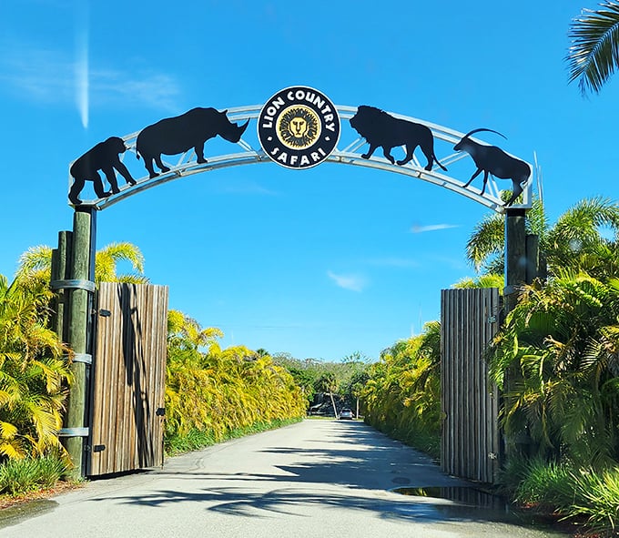 Gateway to adventure: The iconic Lion Country Safari entrance arch promises wild encounters just beyond those palm-lined paths.