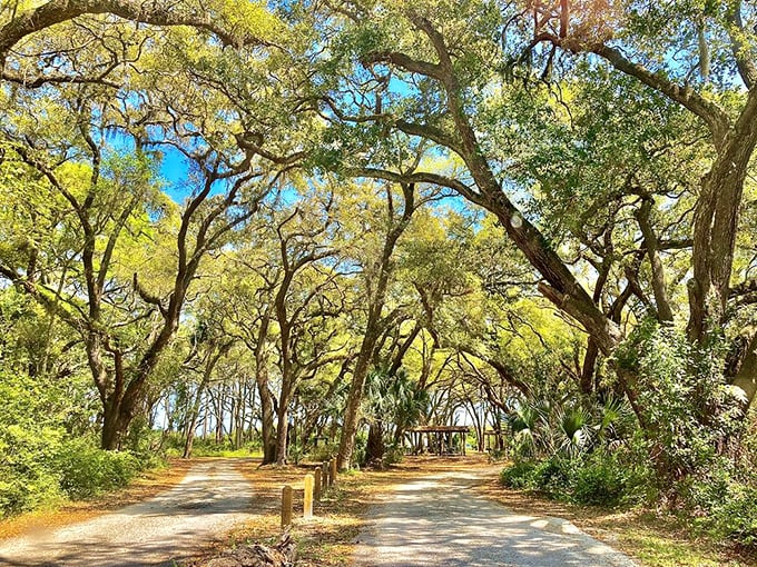 The grand entrance to Big Talbot Island welcomes visitors with a canopy of ancient oaks, their branches creating nature's perfect archway.