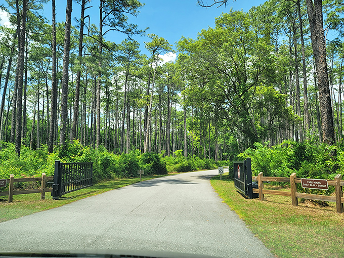 The welcoming gates to wonderland &ndash; tall pines stand sentinel as visitors enter this geological marvel, promising adventures beyond the ordinary Florida experience.