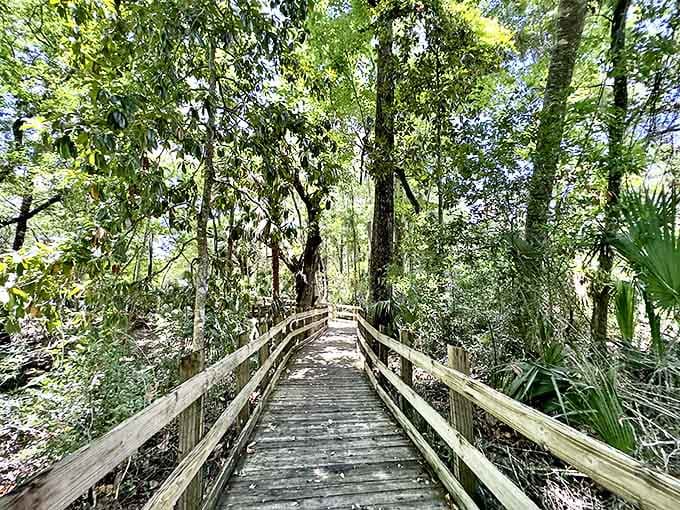 This wooden boardwalk isn't just a path &ndash; it's a runway for your grand entrance into Florida's wild side, minus the fashion critics.