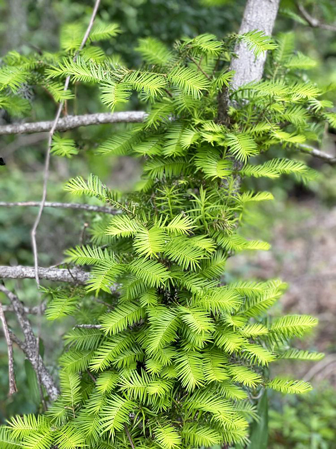 The rare Florida Torreya tree, surviving since dinosaurs roamed. Like finding a living fossil casually growing in your backyard.