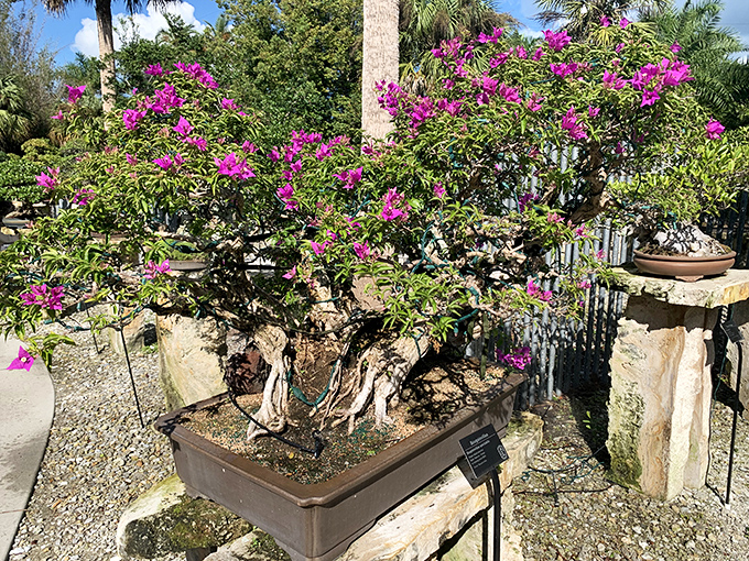 This bonsai masterpiece has been carefully trained for decades, proving that good things come in small, meticulously pruned packages.