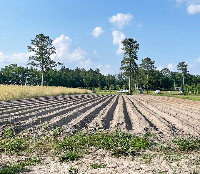 Freshly tilled earth awaits its next crop, each furrow a promise of future harvests under Florida's generous sky.