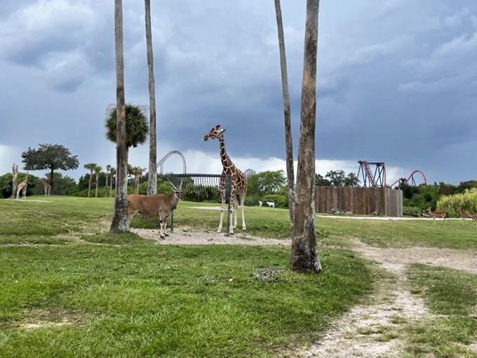 A giraffe and antelope share the savanna landscape, their unlikely neighborly arrangement visible from the comfort of your train seat.