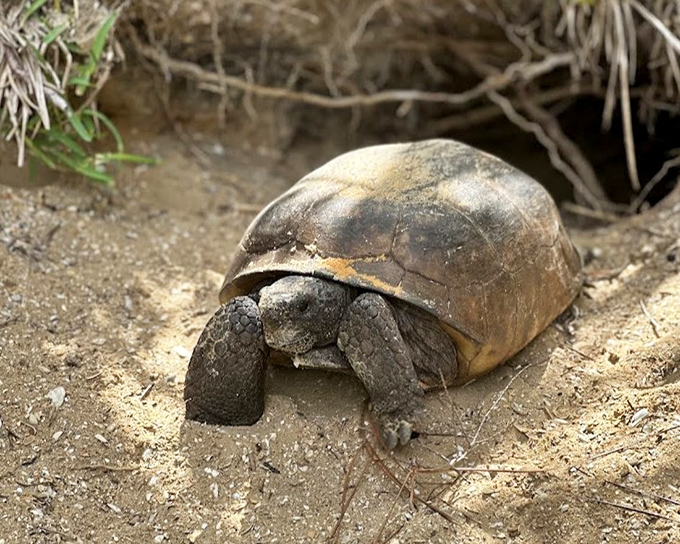 Meet the sanctuary's VIP resident &ndash; a gopher tortoise taking a leisurely stroll, carrying its prehistoric-looking mobile home wherever adventure calls.