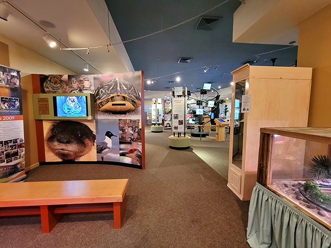 Step into CROW's visitor center, where interactive displays transform wildlife medicine into an adventure that'll fascinate everyone from toddlers to grandparents.