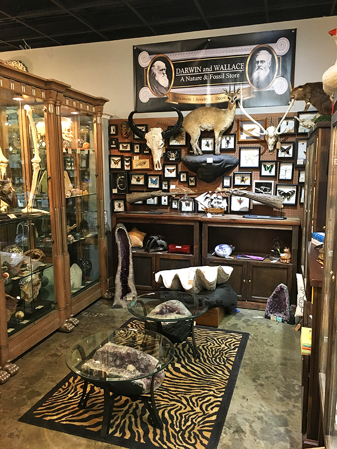 Step into a Victorian naturalist's dream where taxidermy, fossils, and scientific specimens create an otherworldly shopping experience.