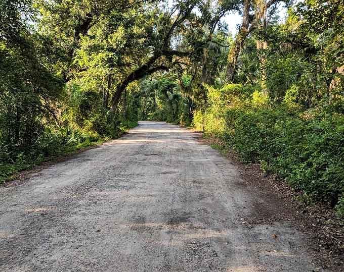 This canopy road proves that the best tunnels don't need toll booths, just ancient oaks creating shade that's been free for centuries.