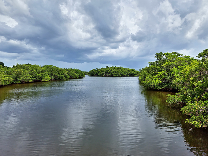 Mangrove-lined waterways create nature's own maze &ndash; perfect for kayakers seeking adventure and wildlife encounters in peaceful solitude.