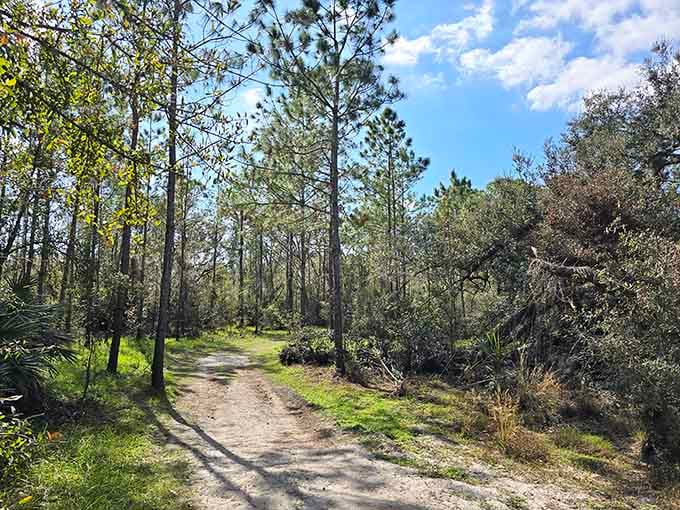 These shaded trails wind through Florida wilderness like nature's own choose-your-own-adventure book, minus the dragons but plus actual wildlife.