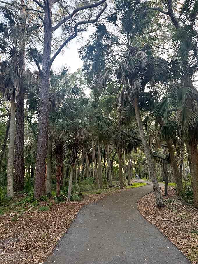 This shaded pathway through the hammock forest is nature's way of saying "slow down and enjoy the journey," which is solid advice for life in general.