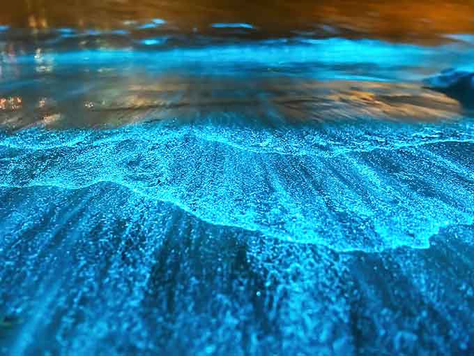 That ethereal blue glow isn't Photoshop or movie magic, it's actual bioluminescence turning the water into nature's own light show every single night.