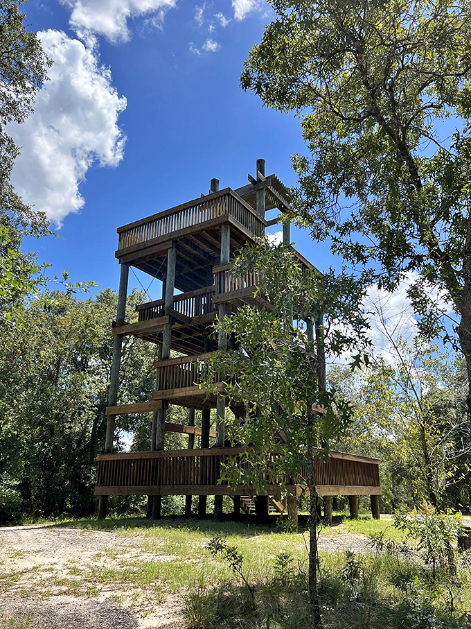 This multi-level observation tower invites adventurous souls to climb above the forest canopy for breathtaking panoramic views of Florida's wild heart.