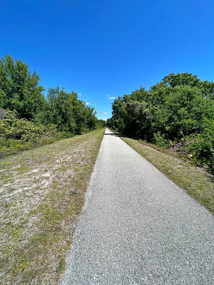 Nature's corridor: Sunlight dapples through the tree canopy, creating a magical pathway for cyclists and walkers alike.